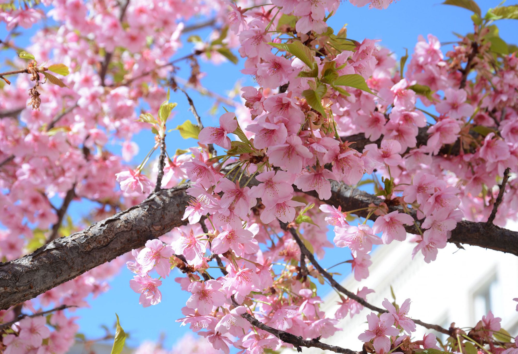 Danas počinje proljeće - Tuzlanska informativna agencija
